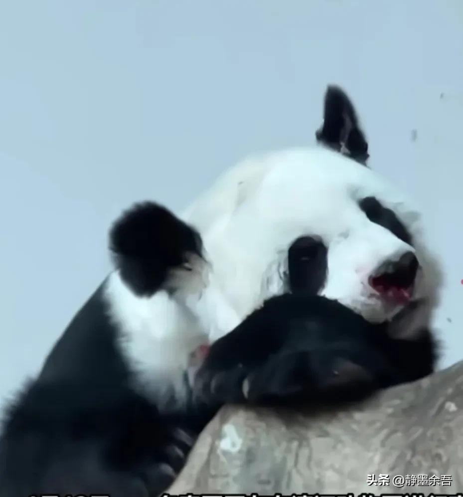 grief! Giant panda "Lin Hui" dies in Thailand - iMedia