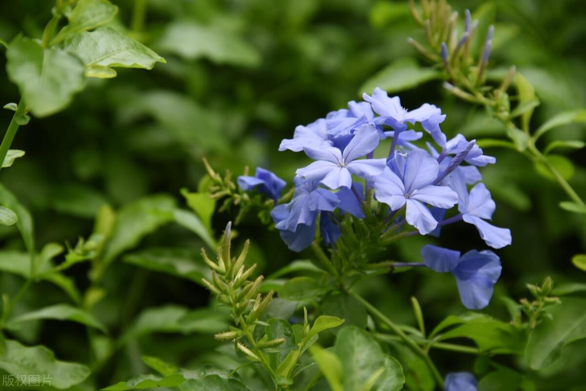 No longer just a dream! Follow these tips to grow your own blue ...