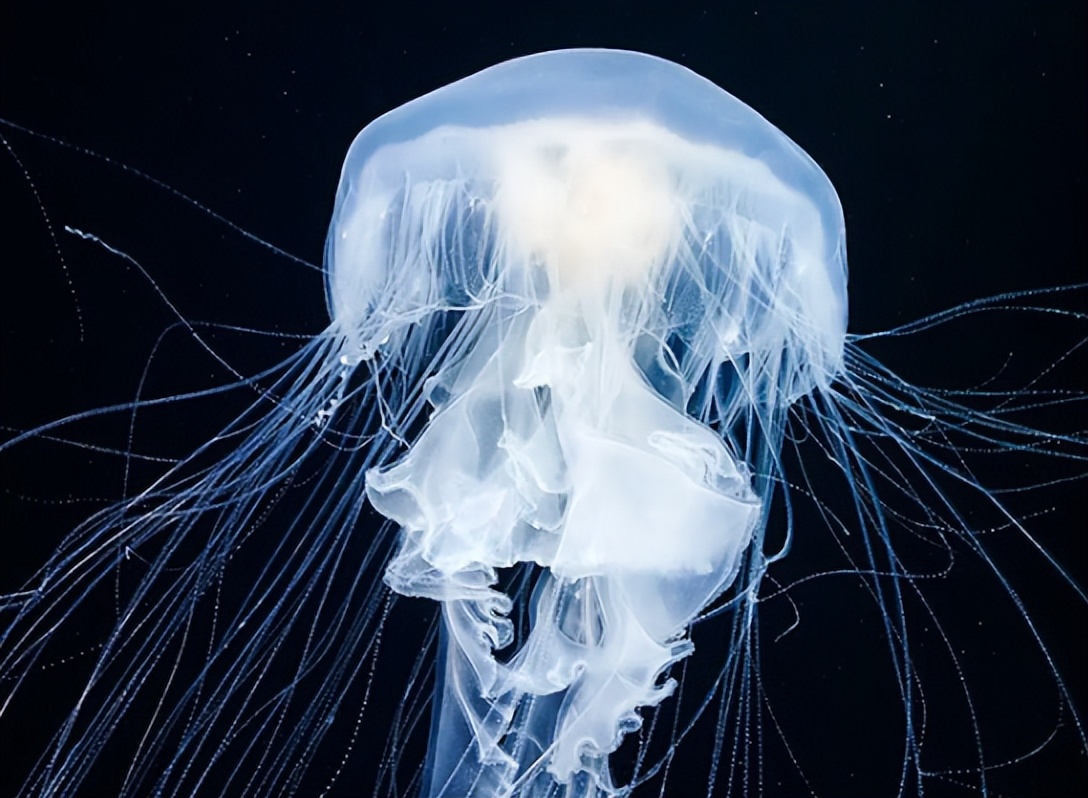 Flowers of the Sea: Exploring the Wonderful World of Mysterious ...