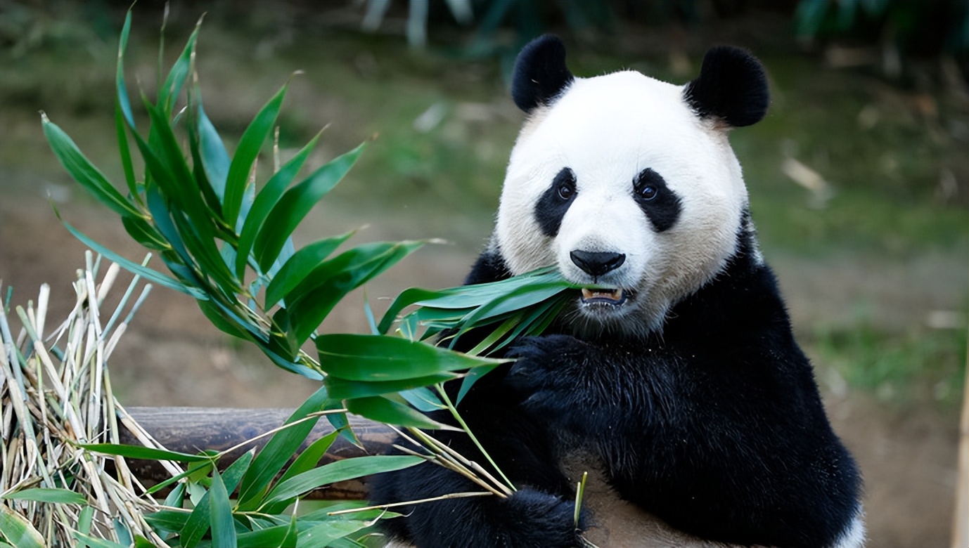 The giant panda "Fubao" in South Korea successfully renewed its ...