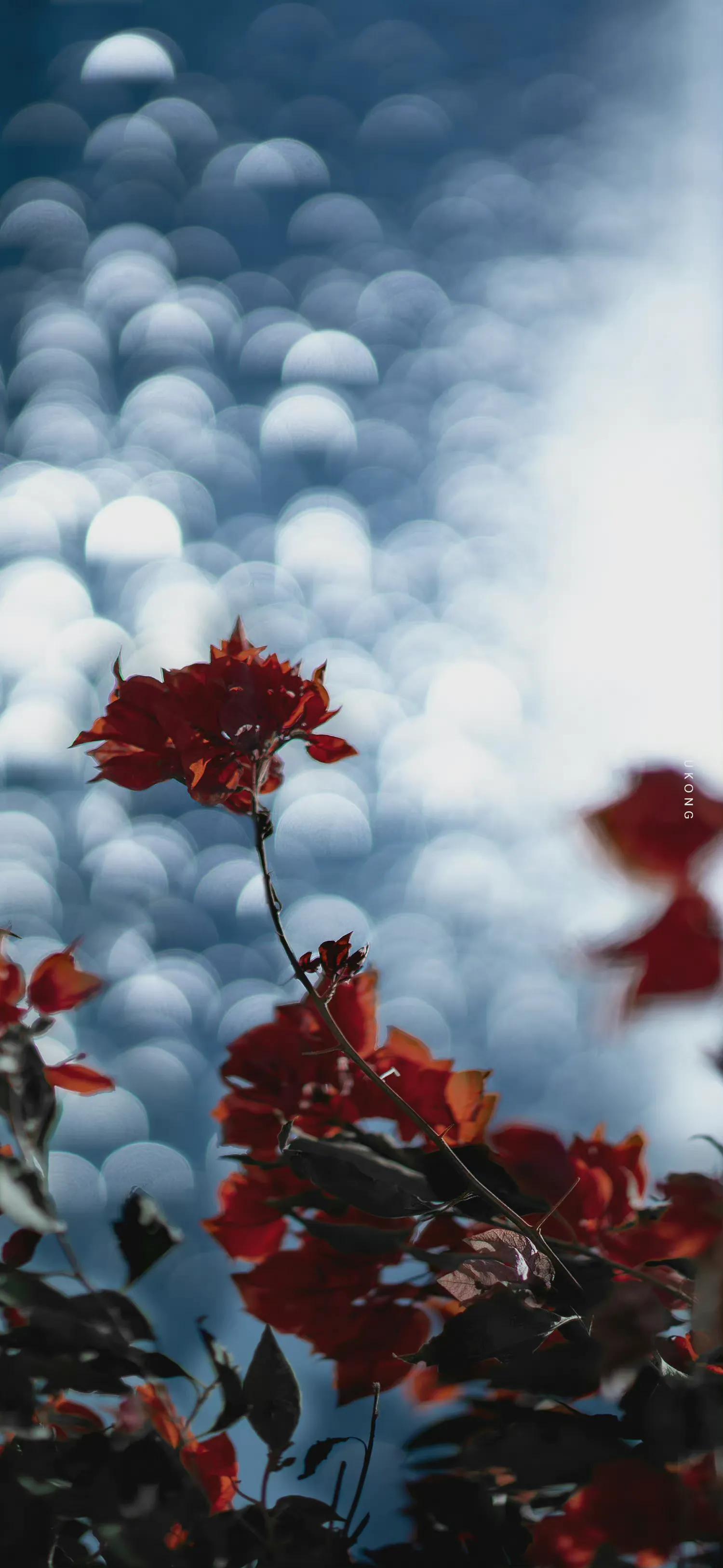 Unique diamond sea niche wallpaper - iNEWS