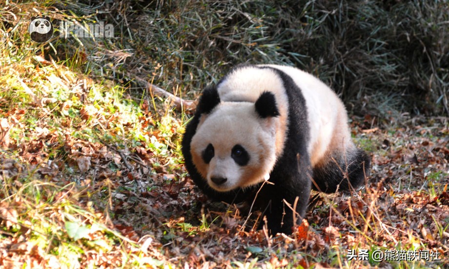 She is the giant panda Hua Jiao, the younger sister of the released ...