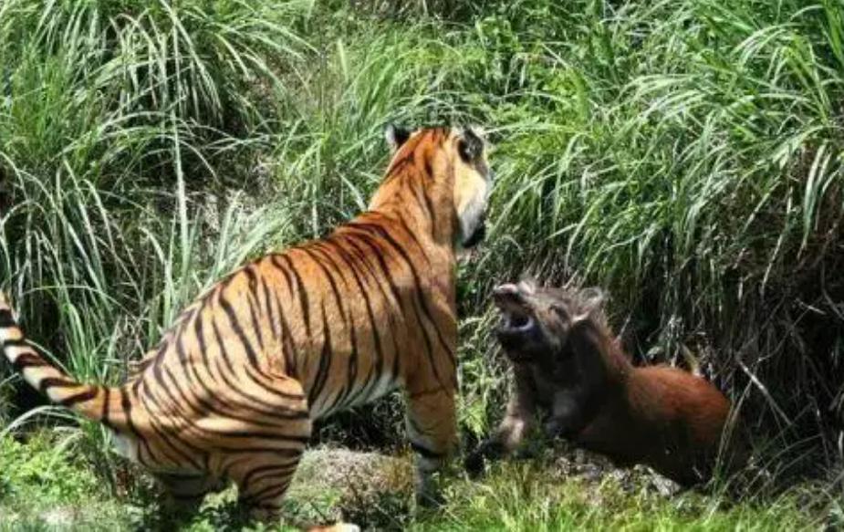 One pig, two bears, three tigers!Why don't old hunters want to meet ...