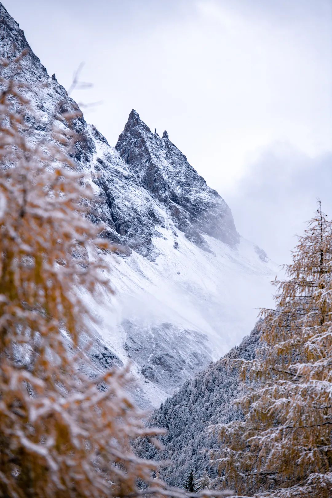How beautiful is the autumn color of Siguniang Mountain that everyone ...