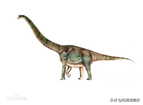 Adamantisaurus (scientific name: Adamantisaurus) - iNEWS