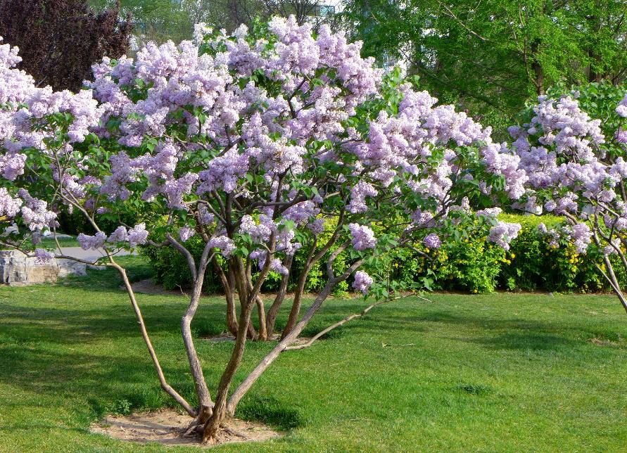 Introduction to the characteristics of lilac - iNEWS