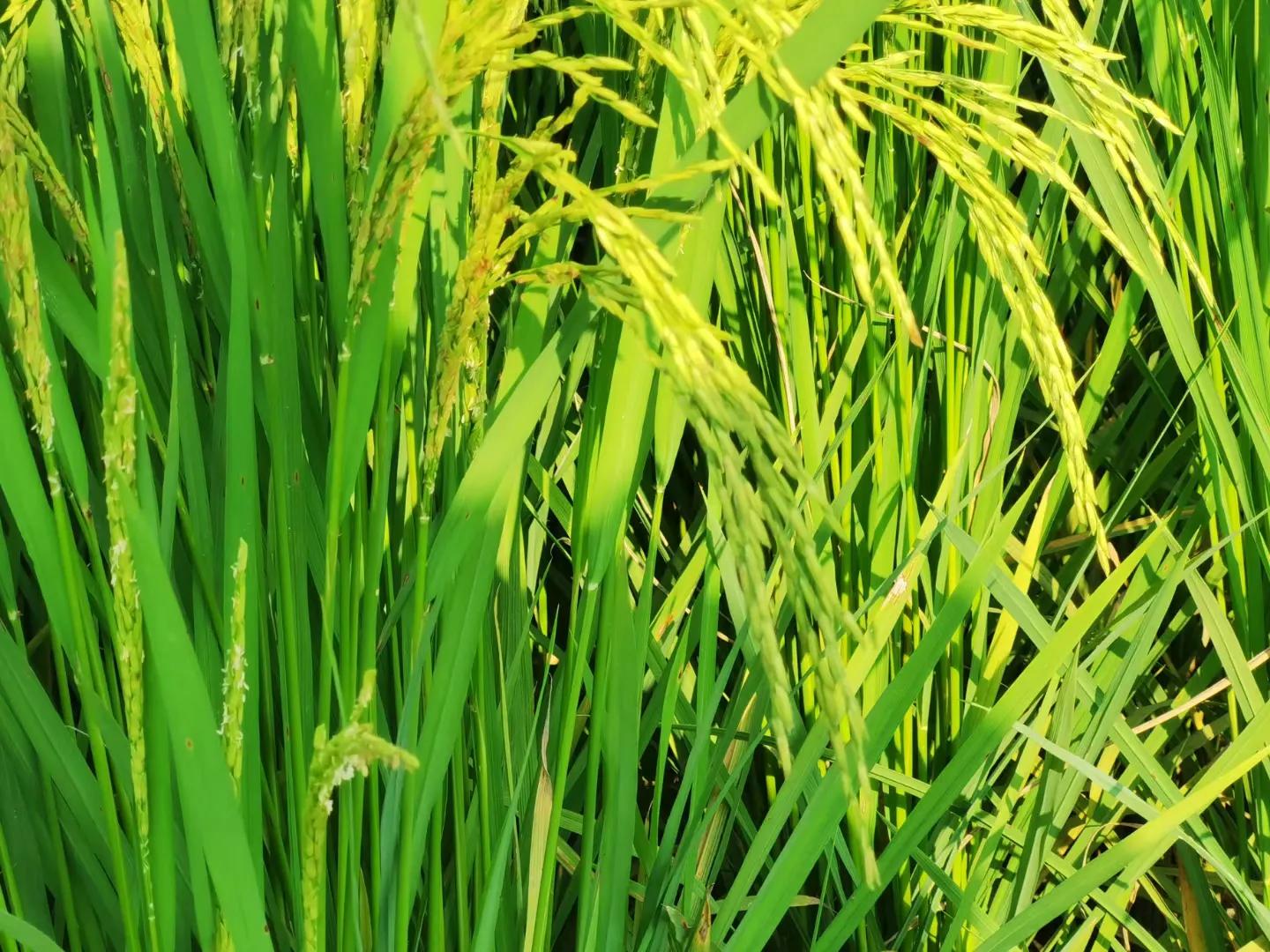 Huang Lihong, inheritor of handmade firewood dumplings: the taste of ...