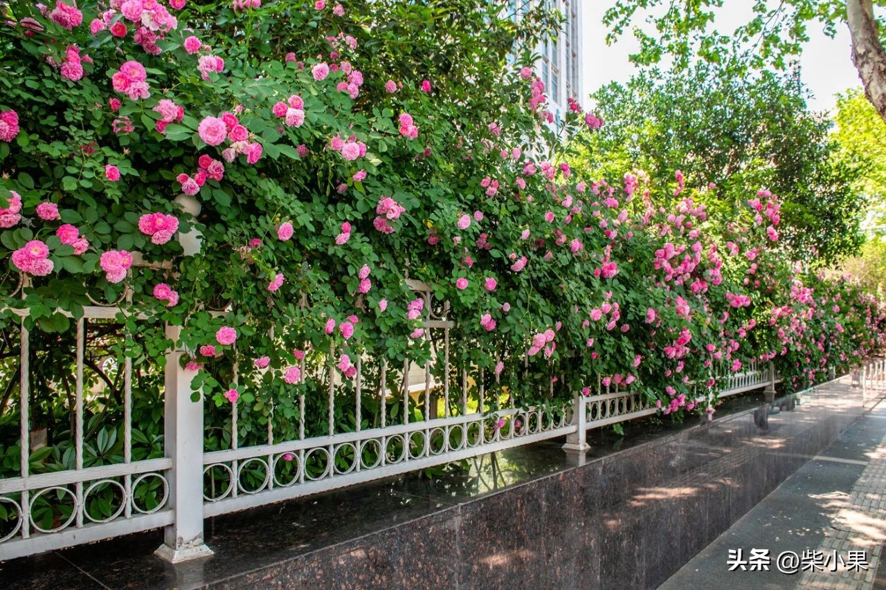 Popular science, how to distinguish the "three rose sisters" rose, rose ...