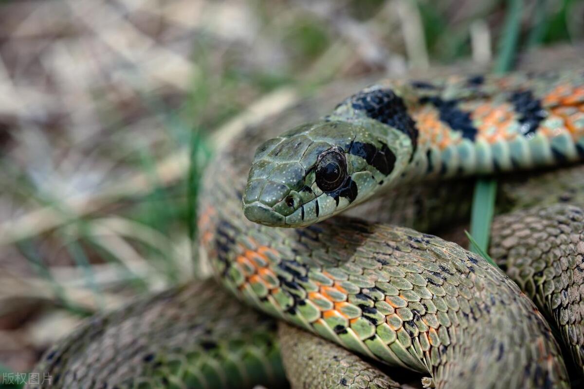 Do fish and snakes have a common ancestor? Snakes evolved from fish ...