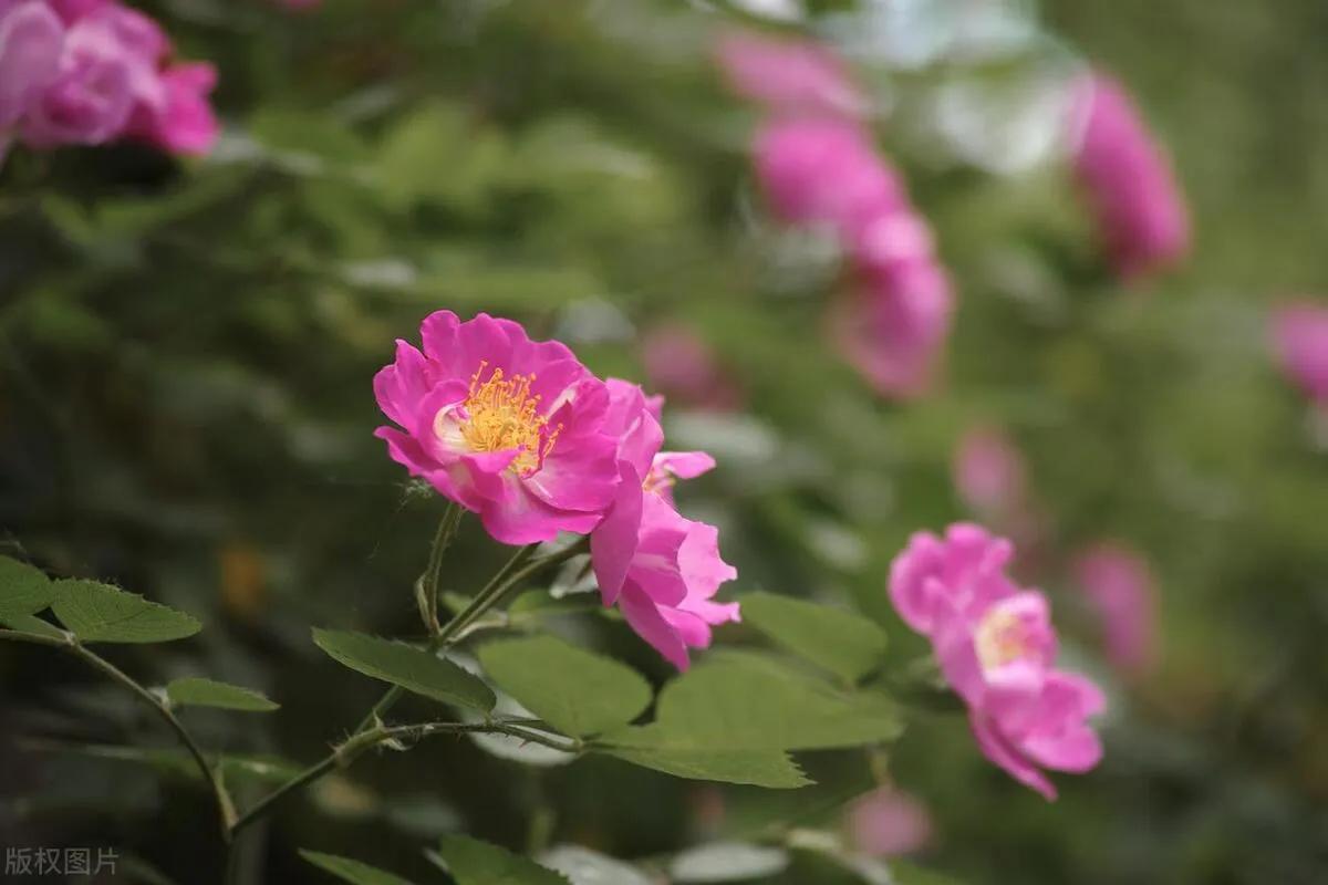 The roses you appreciate today were used as medicine by the ancients ...