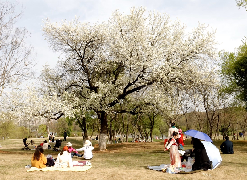 Peach blossoms are blooming in Panlongcheng National Archaeological ...