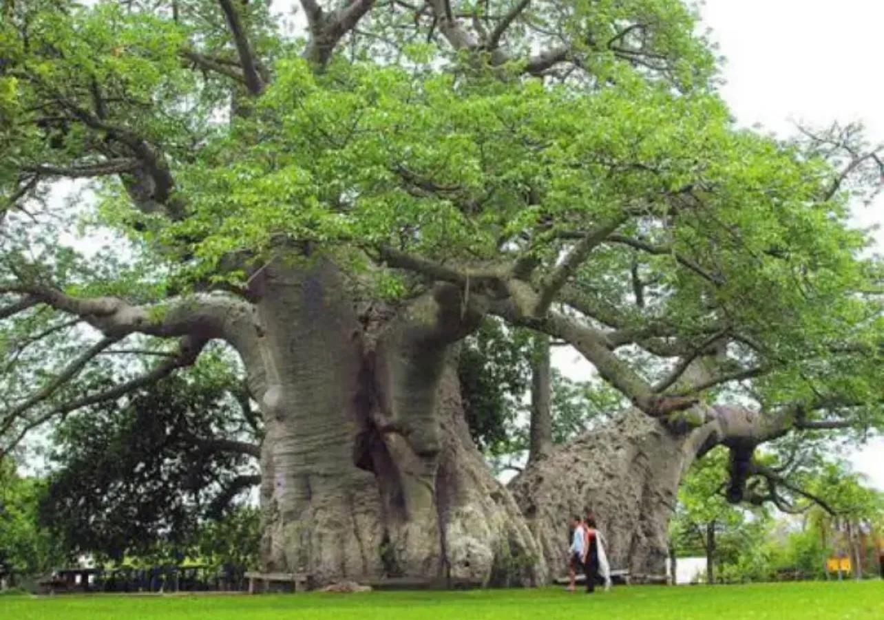What are the top ten ancient trees in the world?Won't you come and have ...