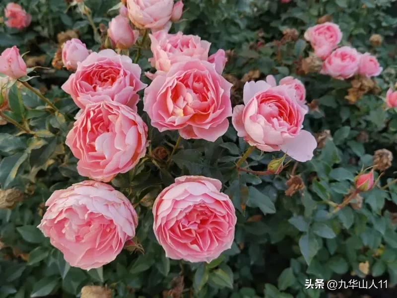 List of Common Sirius Rose Varieties (2) - iNEWS