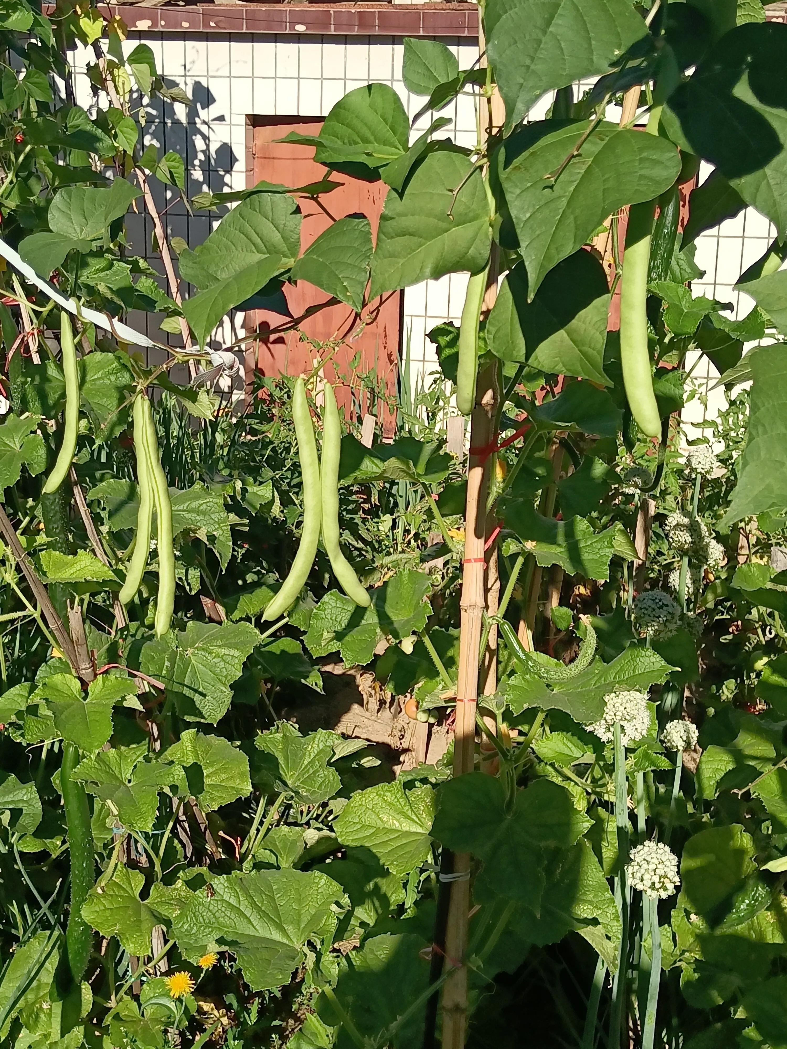 Cucumber Song (2023.8.8) - iNEWS