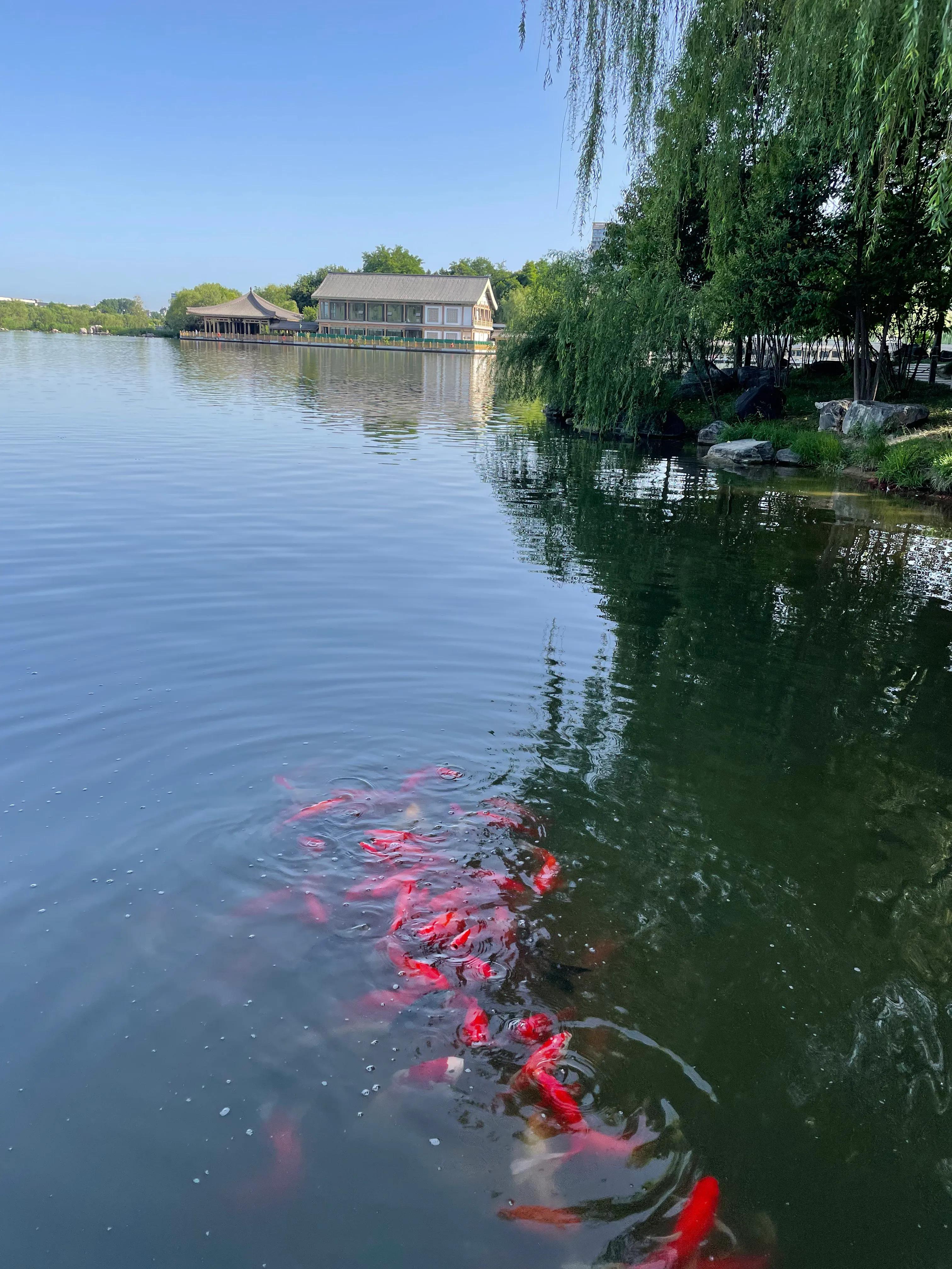 Qujiang Pond Yanbo Island Travel Notes - iNEWS