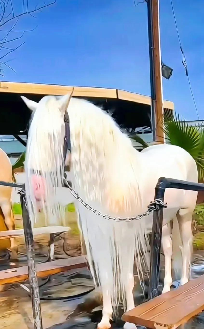 Sharing pictures, the rare bloody BMW, known as the "Pegasus", is ...