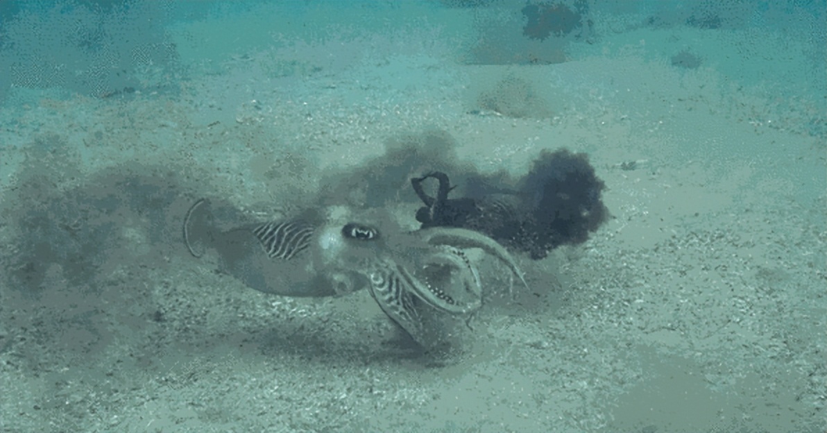 The nine brains of octopuses can edit genes, and their IQ is too high ...