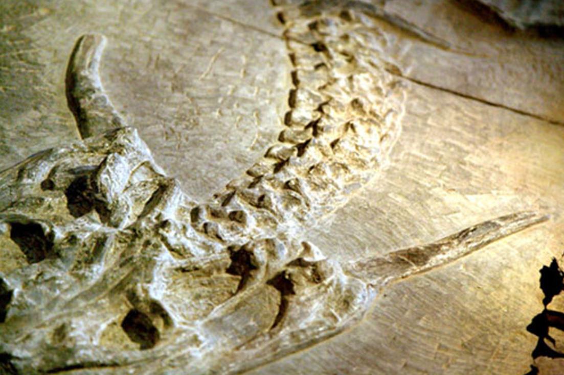 Long article, if the Chinese dragon is a real creature, scientifically ...