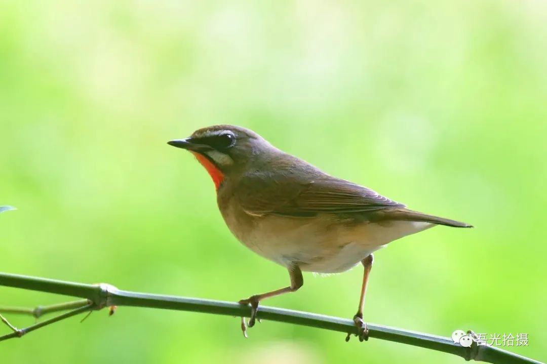Noble Bird—Red-throated Robin - iNEWS