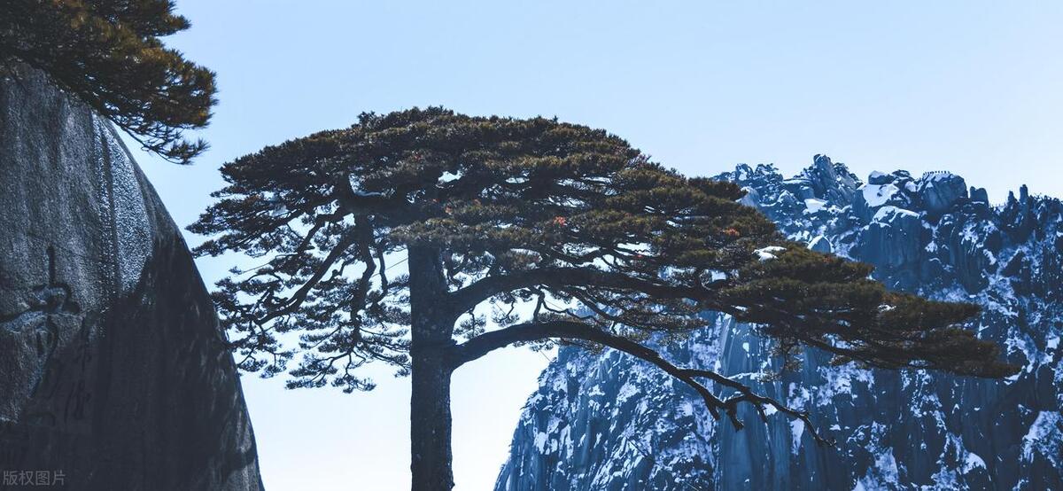 China's top ten ancient and famous trees - iNEWS