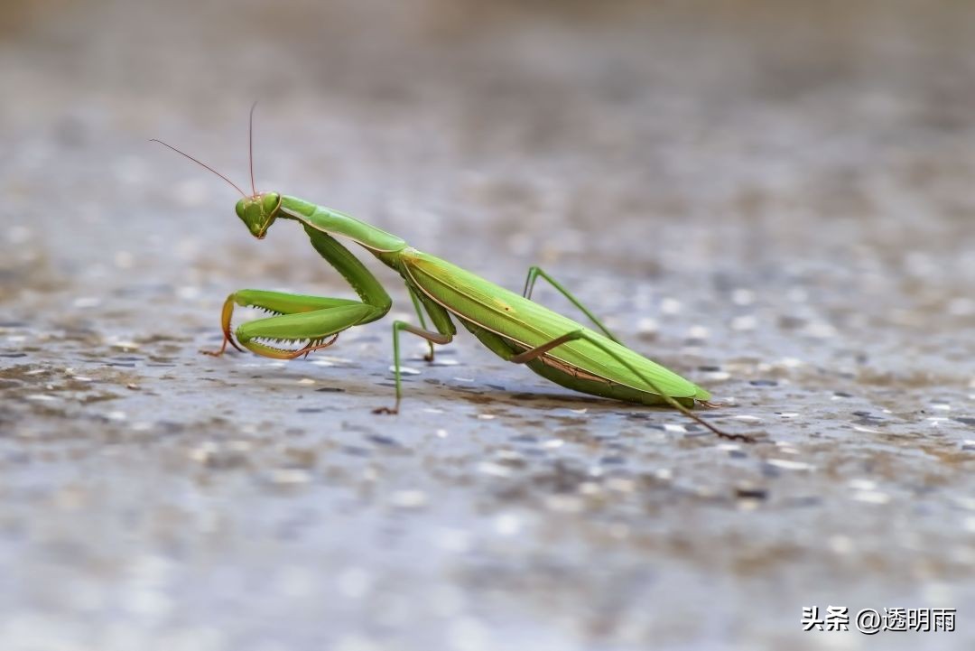 hunter mantis swordsman in nature - iNEWS
