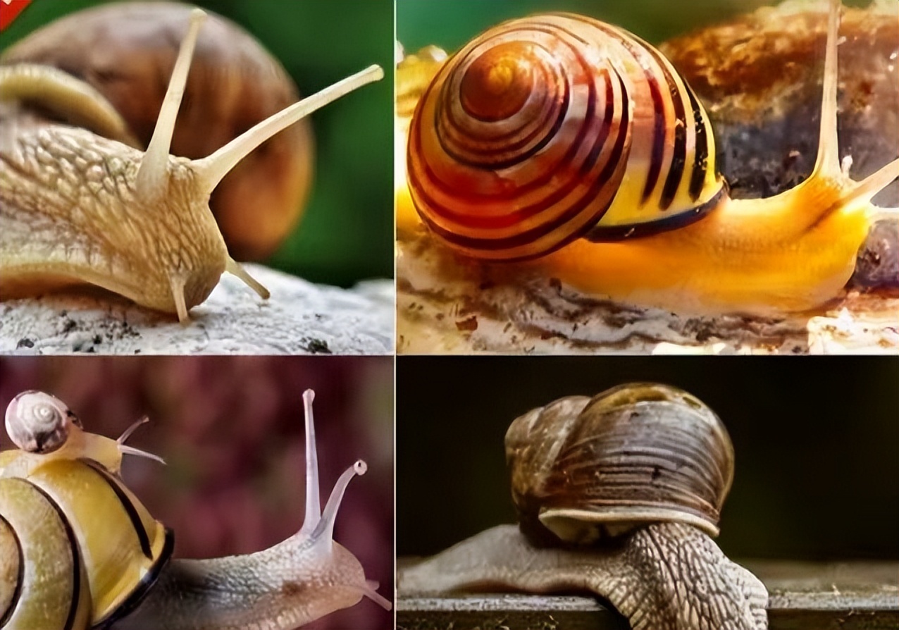 Exploration and discovery of snail with static electricity - iNEWS