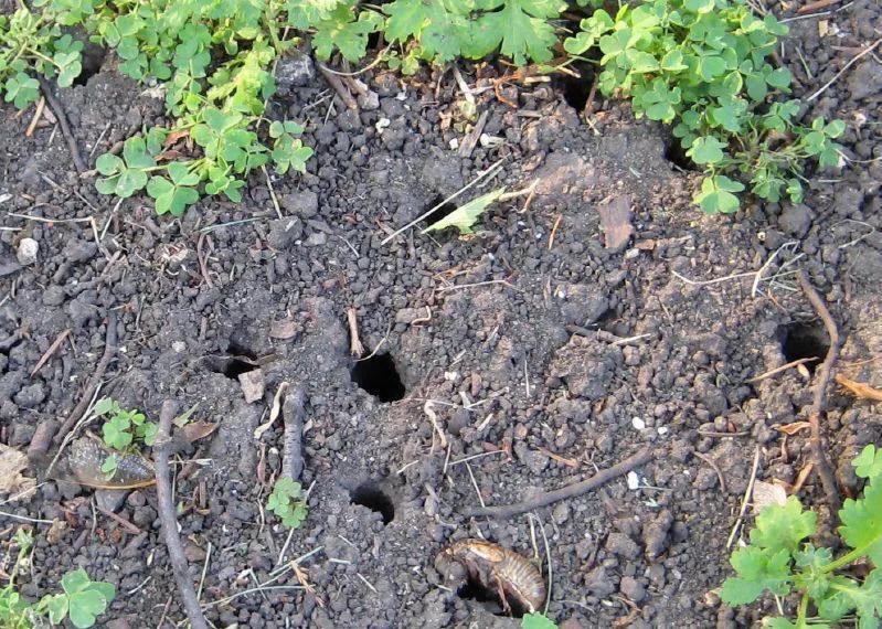 Cicadas have lived underground for more than ten years, and the ...