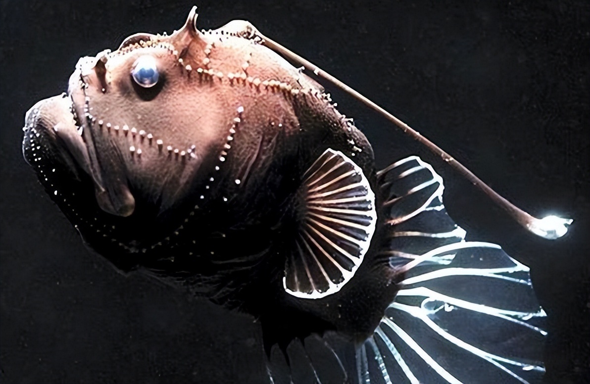 Lantern Fish: The Mysterious Messenger of the Deep Sea Pearl - iMedia