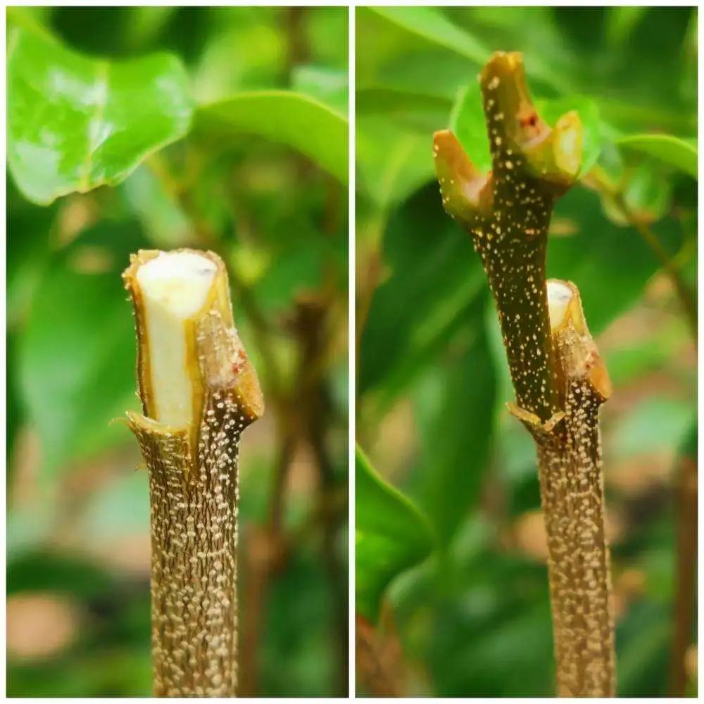 Before learning grafting, you need to know the "4" factors that affect ...