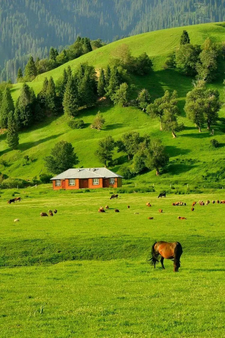 Always come to see it, Xinjiang in summer - iNEWS