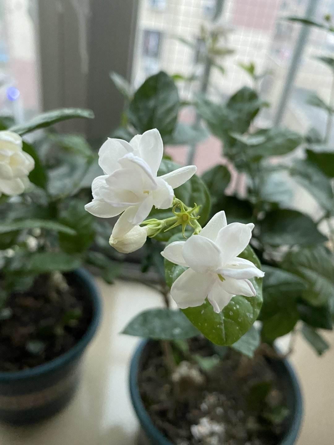 When raising jasmine now, I am most afraid of changing pots and ...