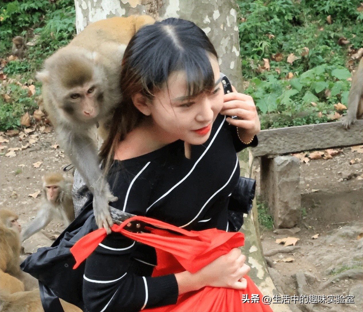 Why do monkeys in scenic spots always like to attack people?Does it ...