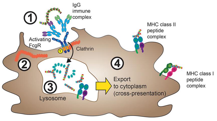 8 Biological Functions of Antibody Fc Segments - iNEWS