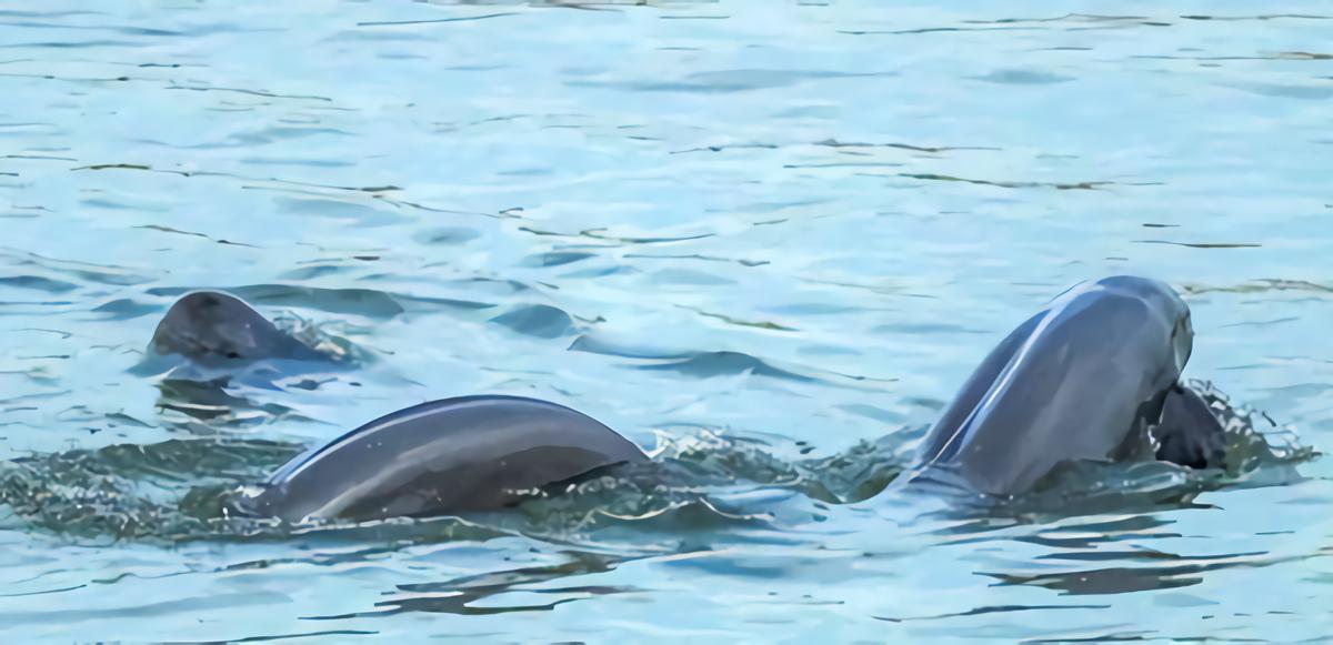 The finless porpoises haunt the Yangtze River in groups, the 1.6-meter ...