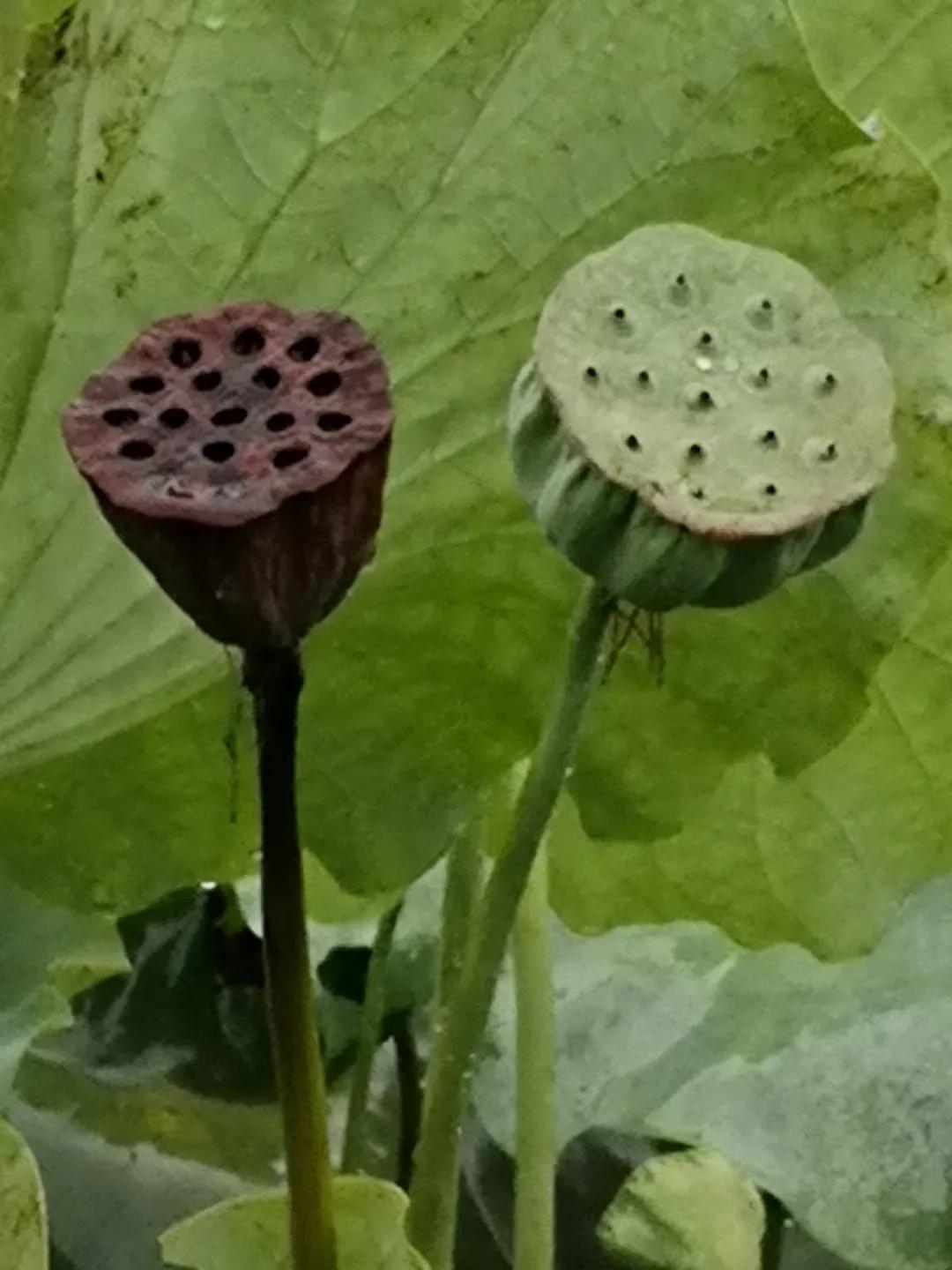 "Tao De Jing": Learn to be a sensible person with common sense - iNEWS