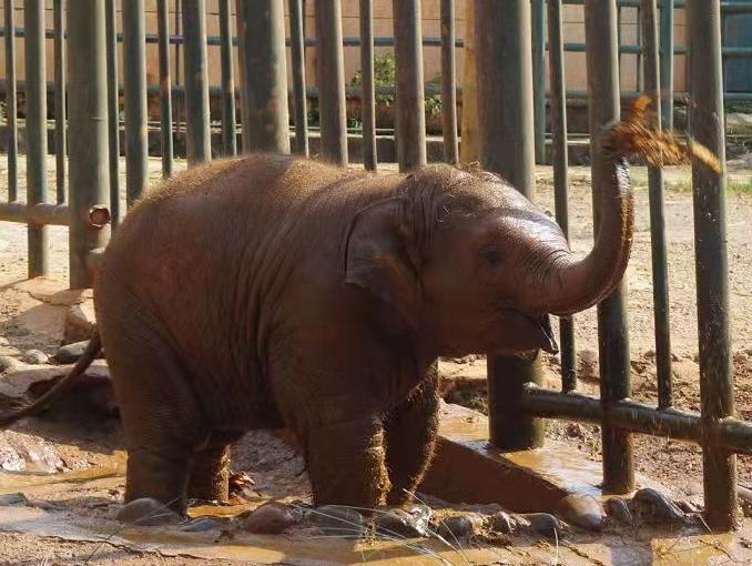 Relay to save Molly the baby elephant - iNEWS