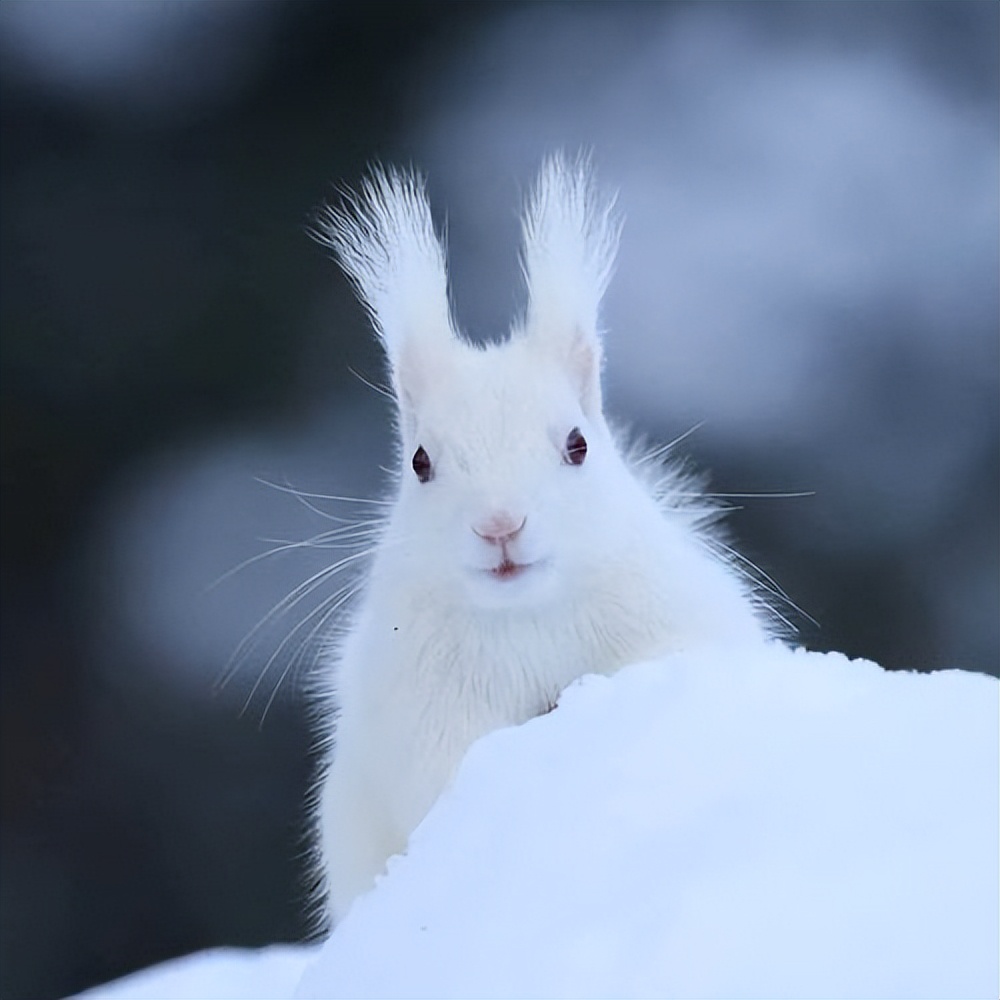 Extremely rare snow-white animals, all covered in snow-white ...