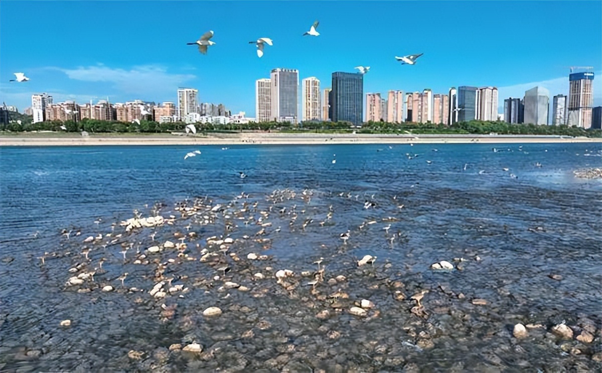 Yichang: The water of the Yangtze River is clear, and the finless ...