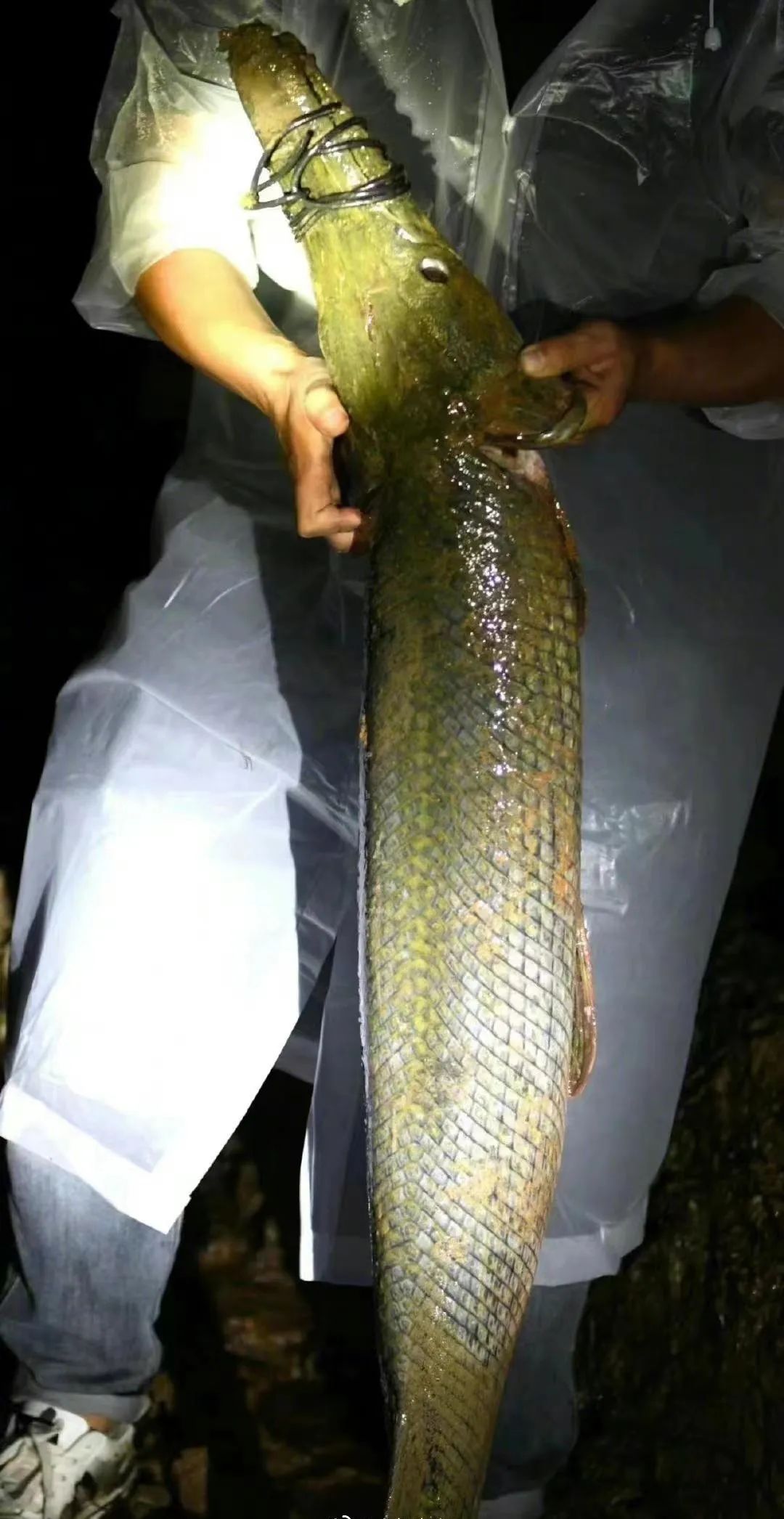 One male and one female!The crocodile gar hiding in the Yunchan Lake ...