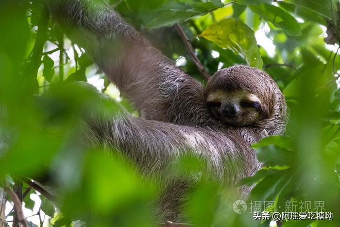 The world's most series ~ the laziest animal · three-toed sloth (also ...