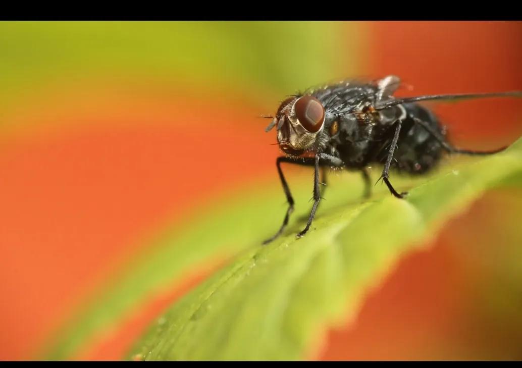 Why are flies so sensitive - iNEWS