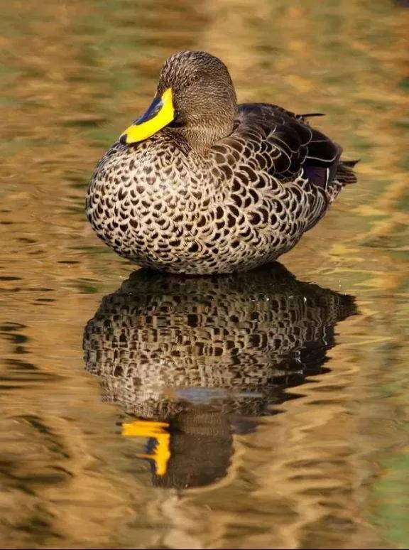 Come see the duck!You may not have seen all these ducks - iNEWS