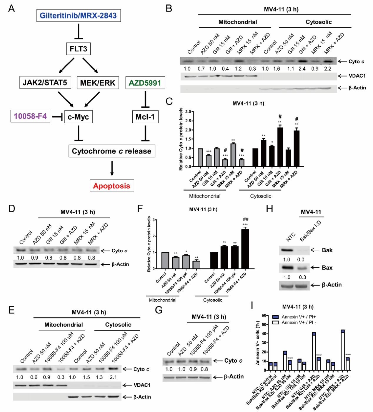 Inhibition of Mcl1 synergistically enhances Gilteritinib and MRX2843 in ...