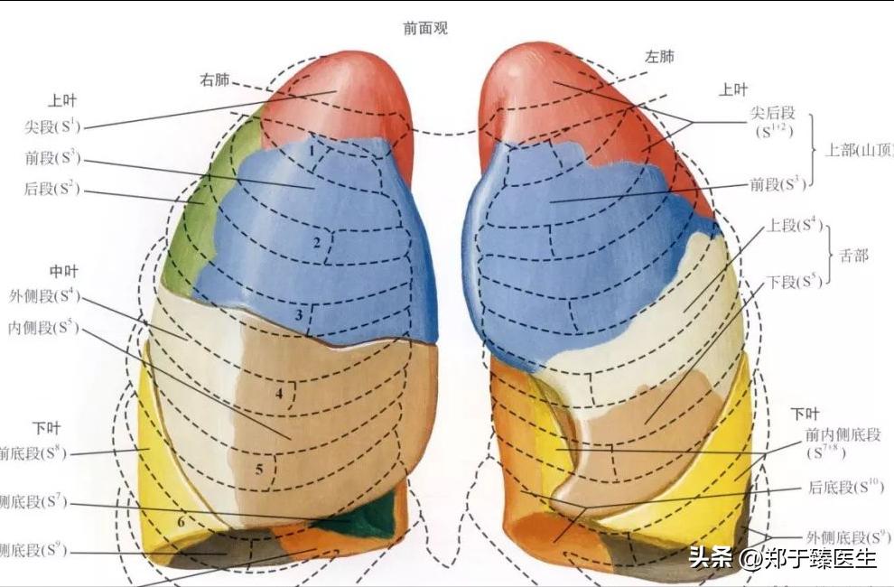 How does lung surgery affect the body? - iNEWS