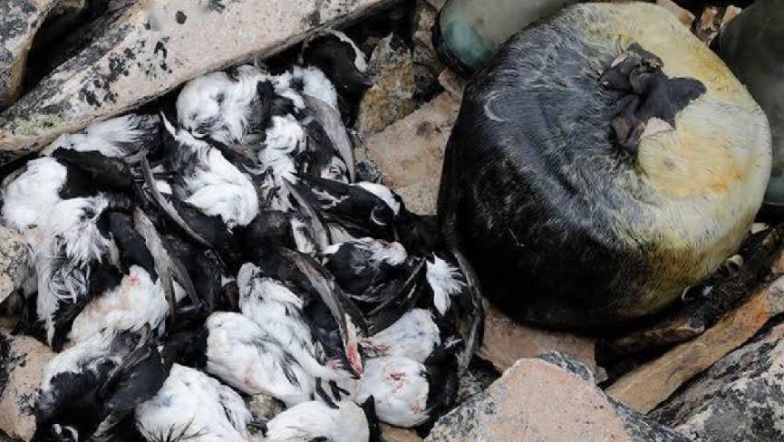 The ultimate enjoyment of sea food: try the Inuit delicacy pickled ...