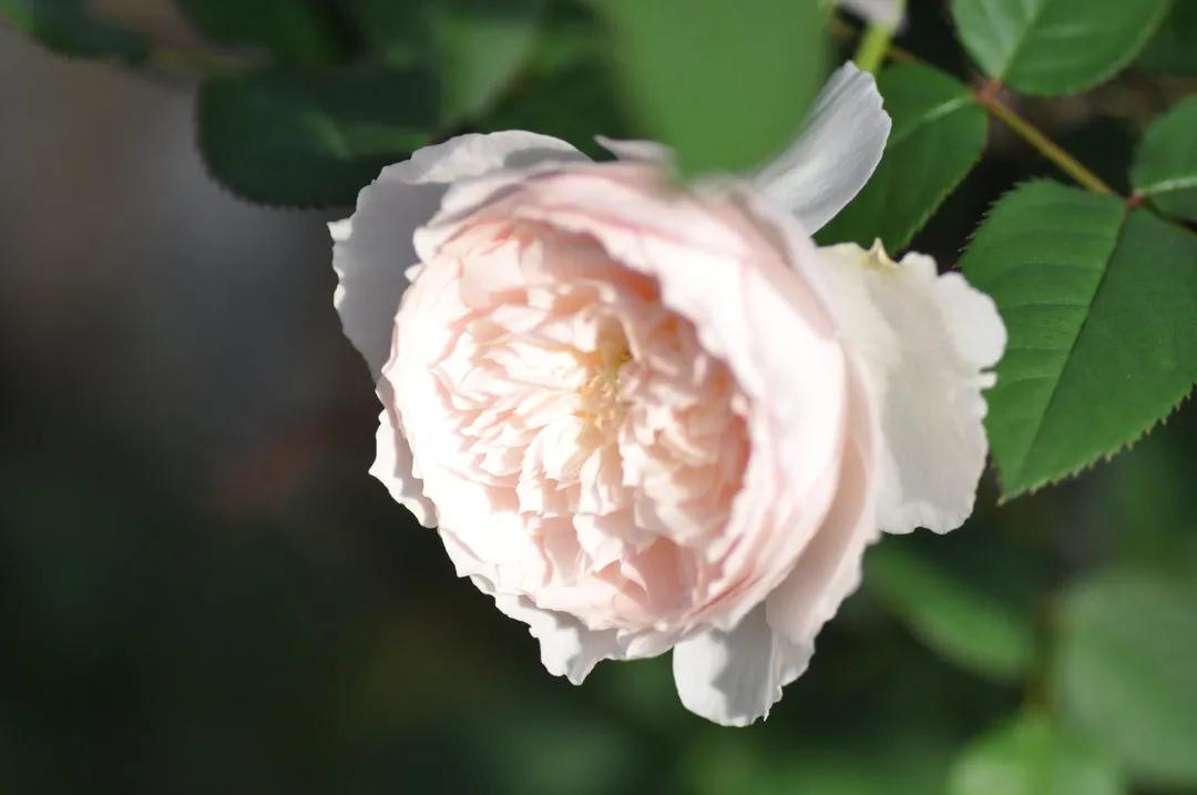 Japanese Roses: Hiyori - iMedia