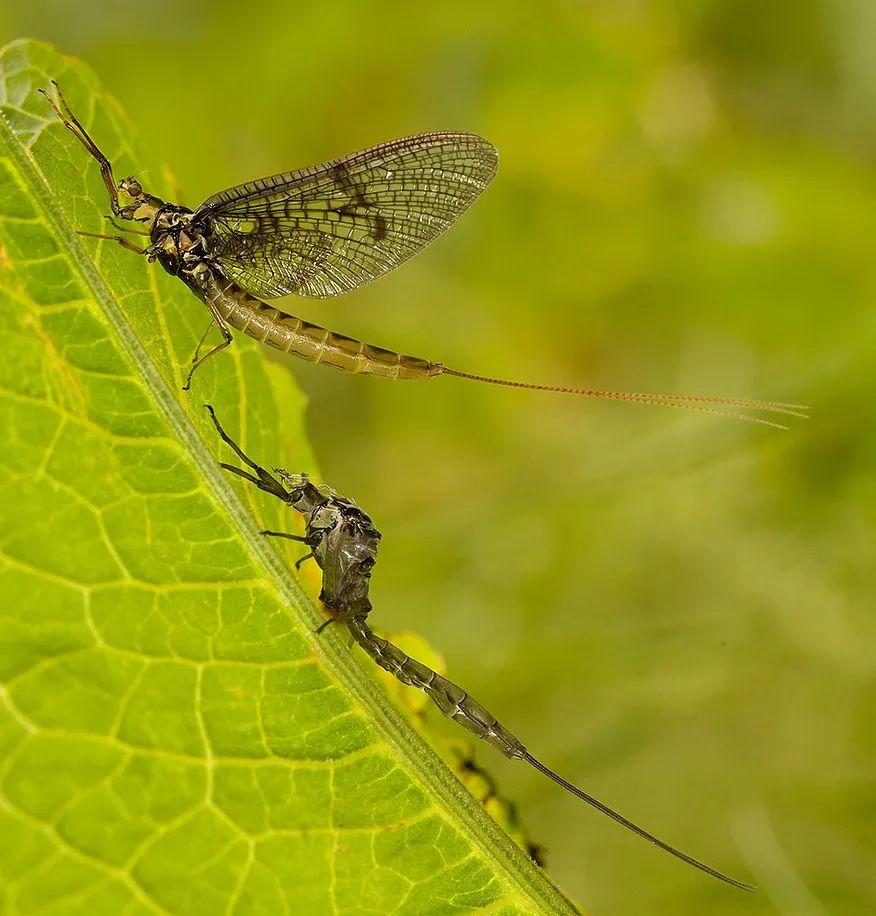 Life and death, the shortest life is only 5 minutes, mayfly takes 350 ...