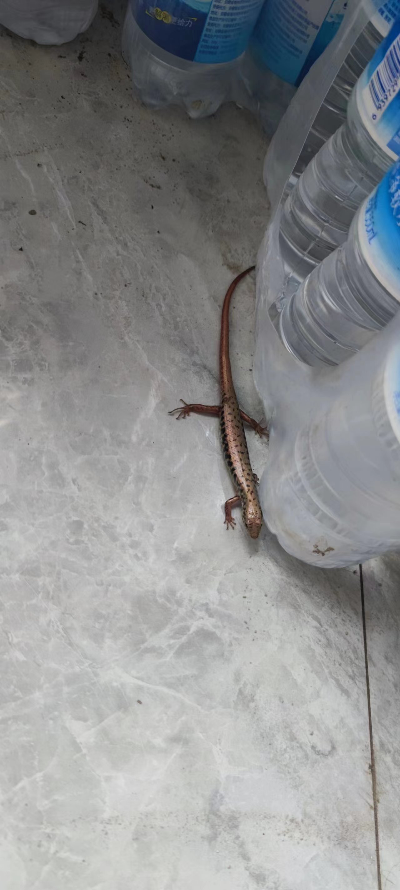 "Four-legged snakes" are also called lizards, which can always be seen ...