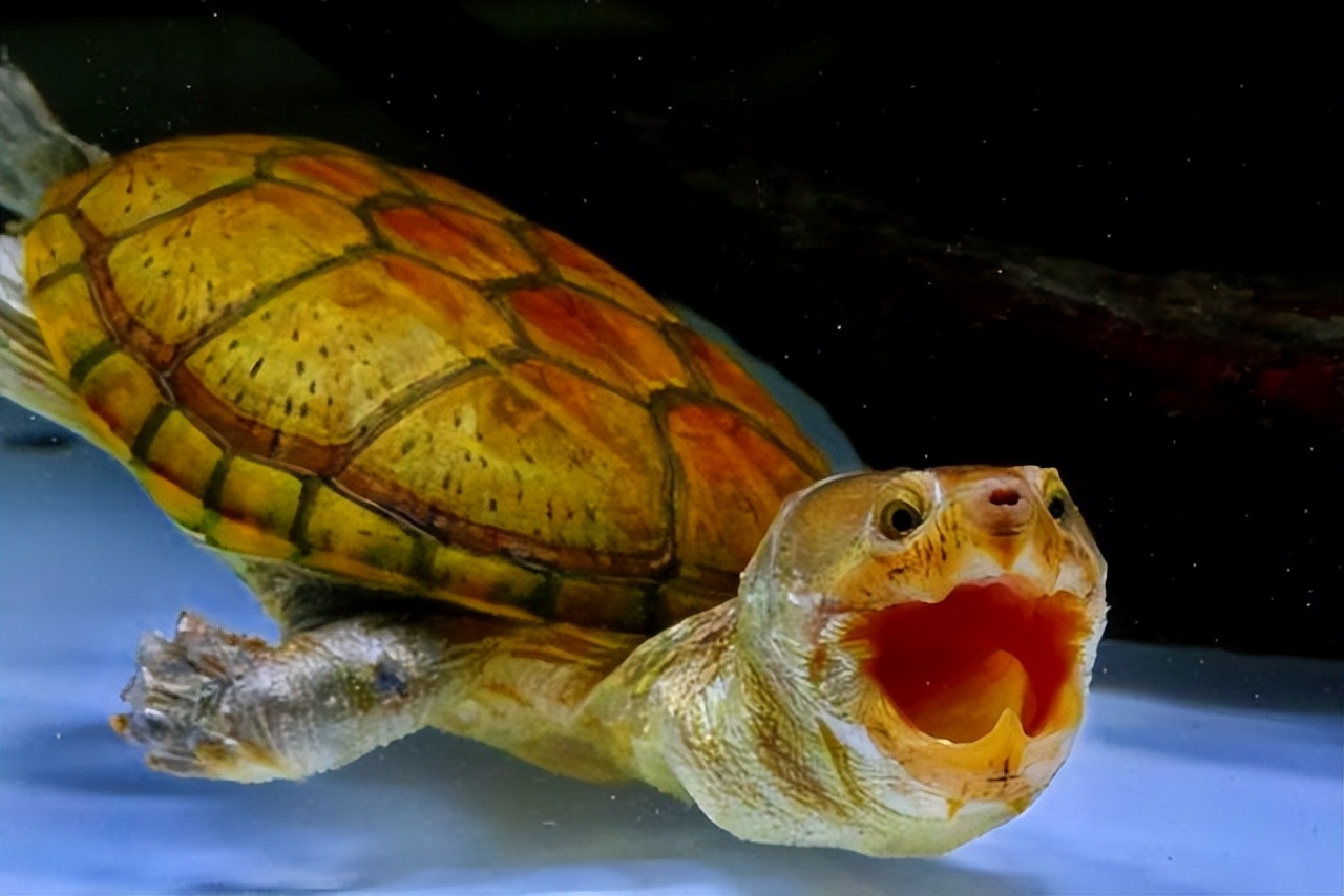 How to deal with tortoise stress?How to reduce turtle stress?Detailed ...