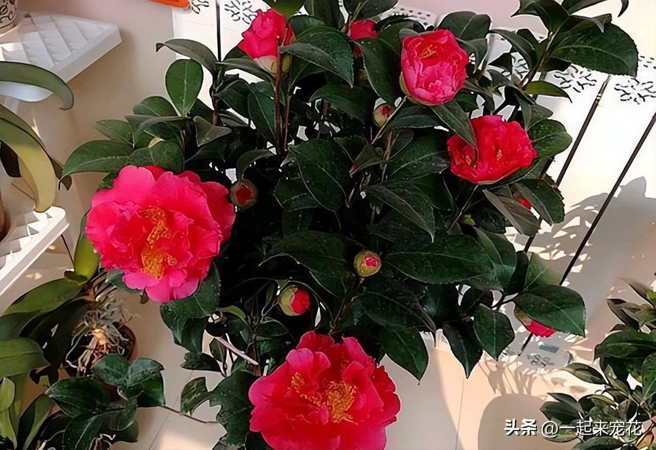 This camellia queen, Gao Yan, is good-looking, with a strong fragrance ...